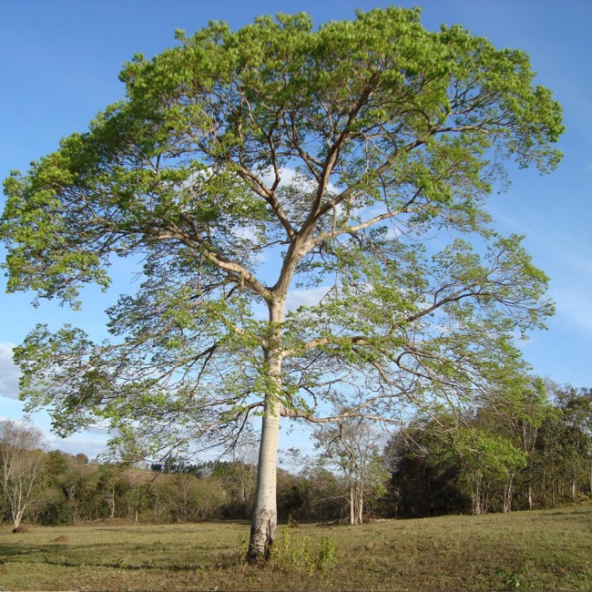 JATOBÁ (Hymenaea courbaril) - Até 30 cm - Rebrotar Plantas