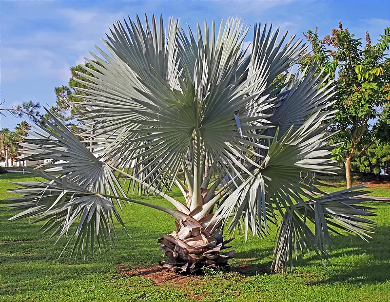 PALMEIRA AZUL (Bismarckia nobilis) – Muda com até 80 cm - Rebrotar Plantas