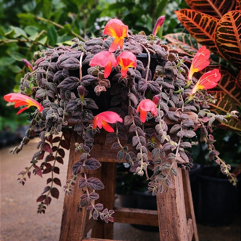 COLUMÉIA GLORIOSA (Columnea gloriosa) – Cuia 24 - Rebrotar Plantas
