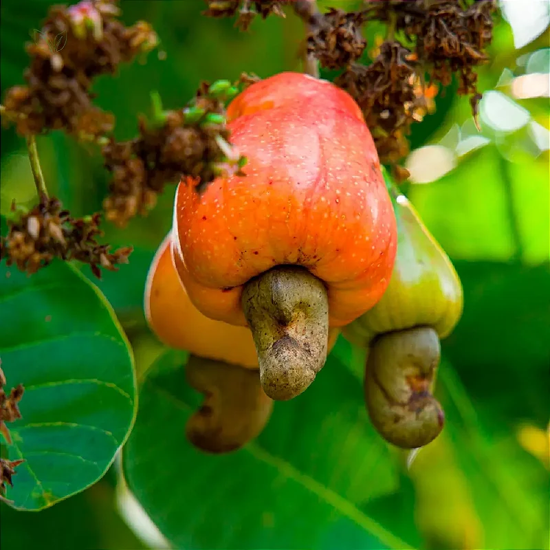CAJÚ VERMELHO (Anacardium occidentale) - Muda com até 1 metro ...
