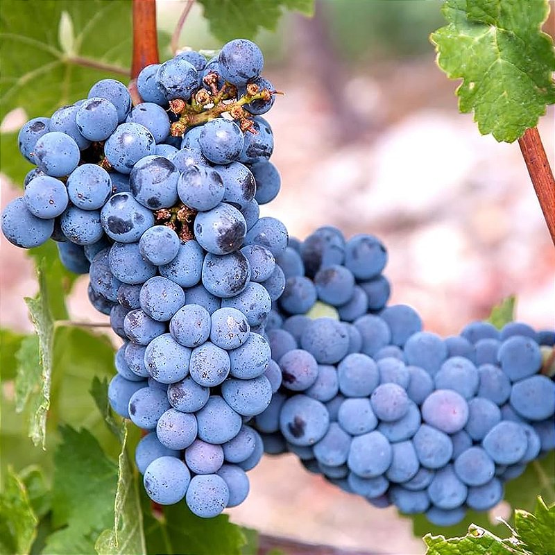 UVA ITÁLIA (Vitis vinifera) - Muda enxertada com até 1 metro - Rebrotar ...