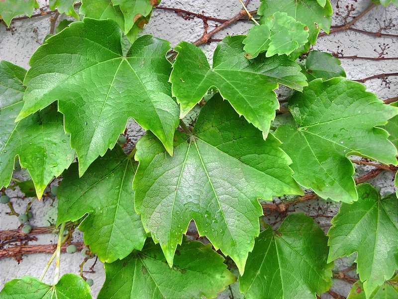 FALSA VINHA (Parthenocissus tricuspidata) - Rebrotar Plantas