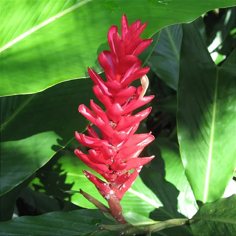 Alpinia Purpurata - Muda com até 1 metro - Rebrotar Plantas