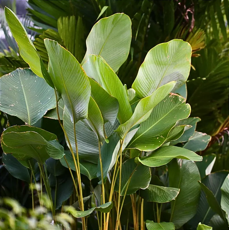 MARANTA CHARUTO GRANDE (Calathea lutea) - Muda com até 1,20m - Rebrotar ...