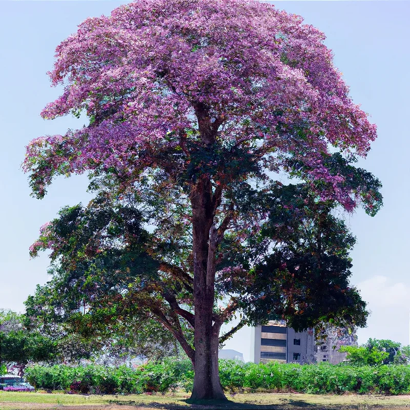 JEQUITIBÁ ROSA ou BRANCO (Cariniana legalis) - Muda com até 1 metro ...