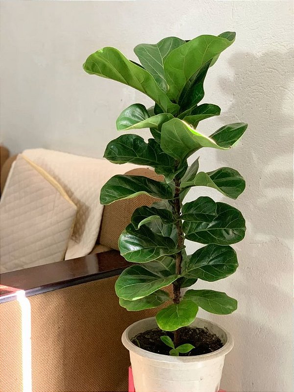 Ficus Lyrata Bambino
