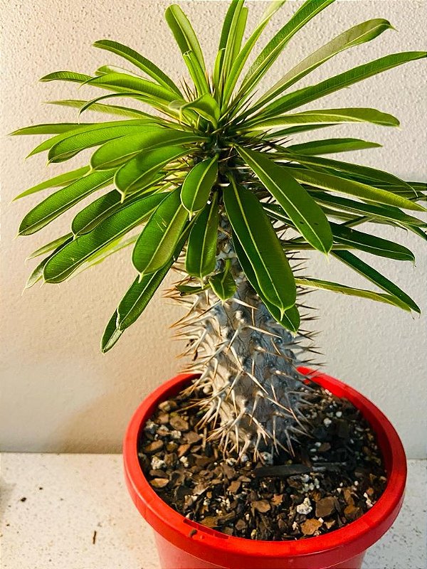 PALMEIRA DE MADAGASCAR (Pachypodium lamerei) - P11 - Rebrotar Plantas