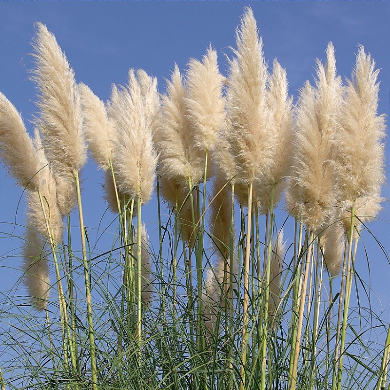 CAPIM DOS PAMPAS (Cortaderia selloana) - Muda com até 60 cm - Rebrotar ...