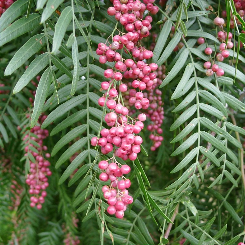AROEIRA SALSA (Schinus molle) - Muda com até 1 metro - Rebrotar Plantas