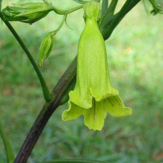 IPÊ VERDE (Cybistax antisyphilitica) - Muda com até 1 metro - Rebrotar Plantas