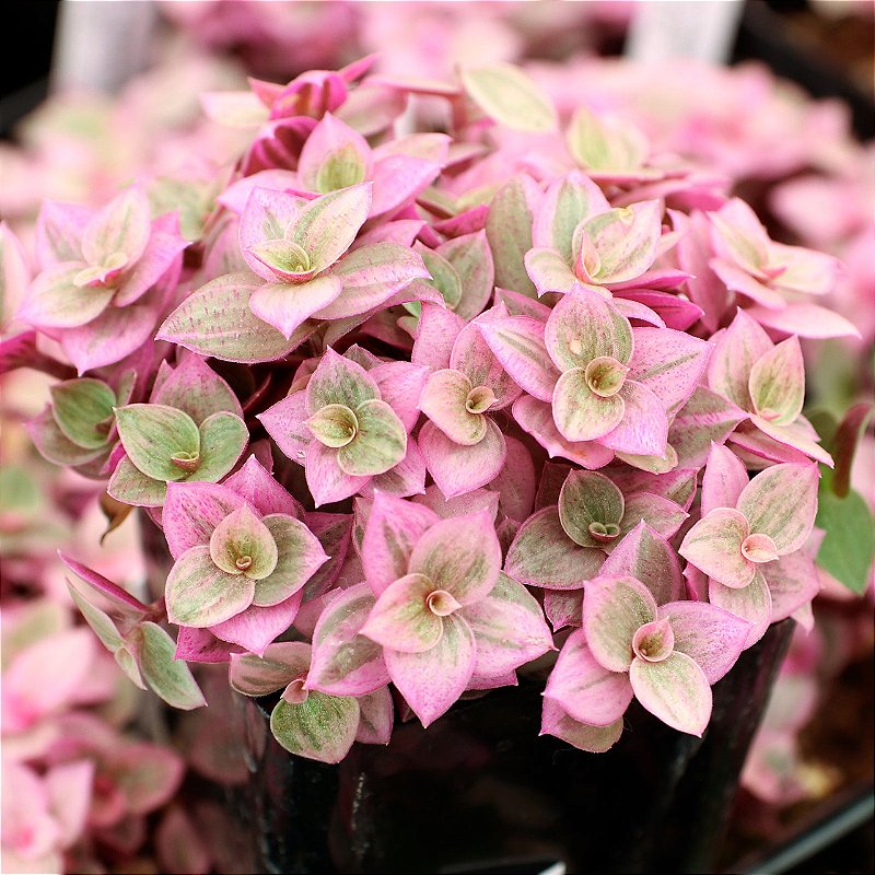 TOSTÃO ROSA (Callisia repens 'Pink Lady') - P11 - Rebrotar Plantas