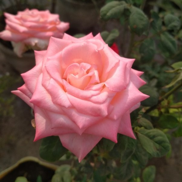 ROSA SALMÃO (Rosa Grandiflora) - Rebrotar Plantas