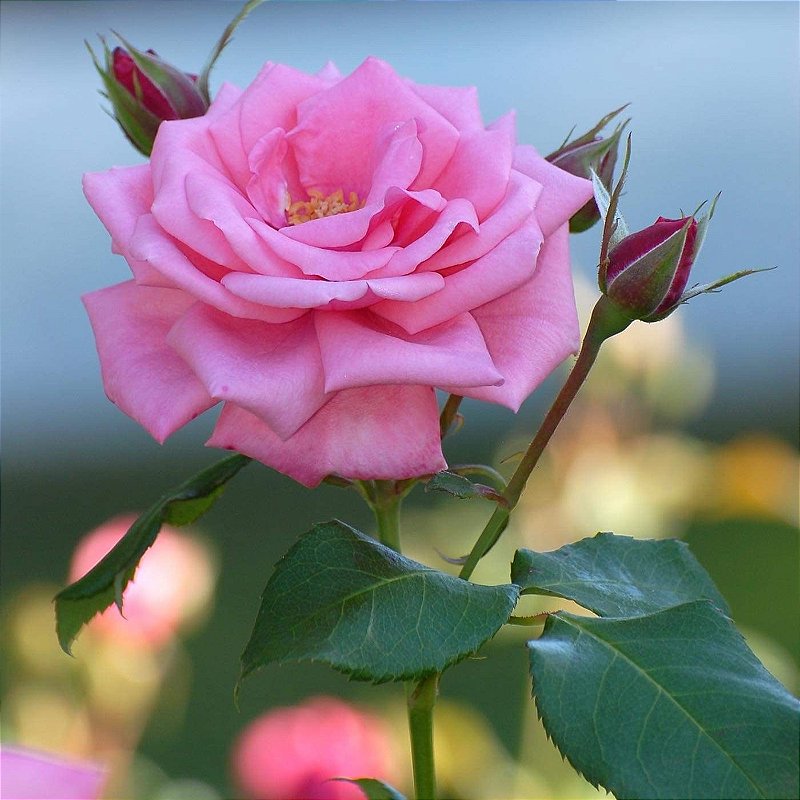 ROSA AMÉLIA - Muda com 60 cm - Rebrotar Plantas