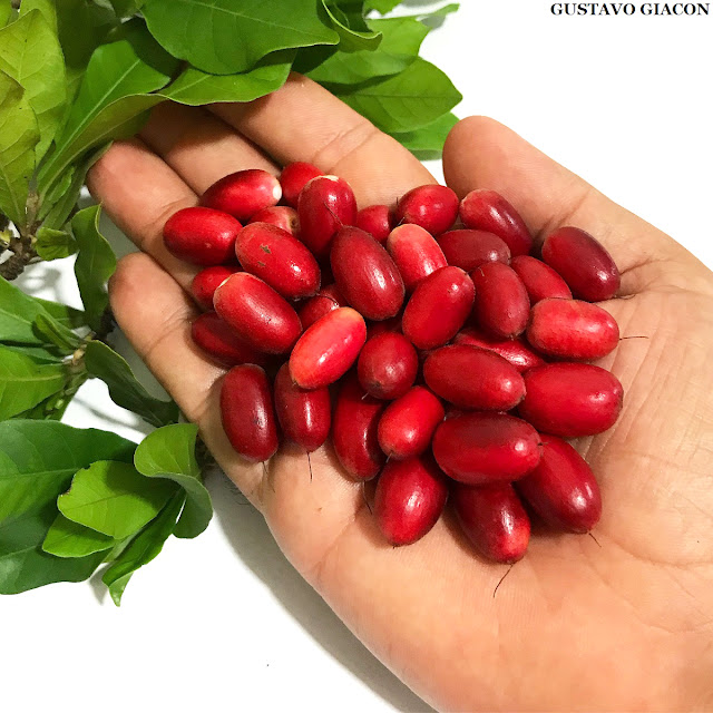 FRUTA DO MILAGRE PRODUZINDO (Synsepalum dulcificum) - Muda com 50 cm ...