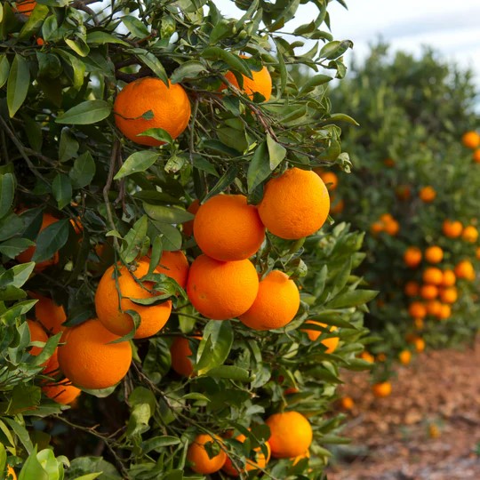 LARANJA VALÊNCIA (Citrus Sinensis) - Muda enxertada com até 1 metro ...