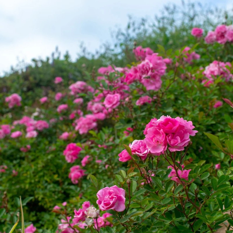 MINI ROSA (Rosa chinensis var. semperflorens) - Rebrotar Plantas