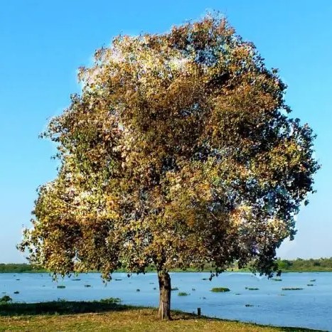 LOURO PARDO (Cordia trichotoma) - Muda com até 80 cm - Rebrotar Plantas
