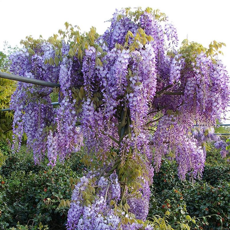 GLICÍNIA (Wisteriafloribunda) - Muda com até 70 cm - Rebrotar Plantas