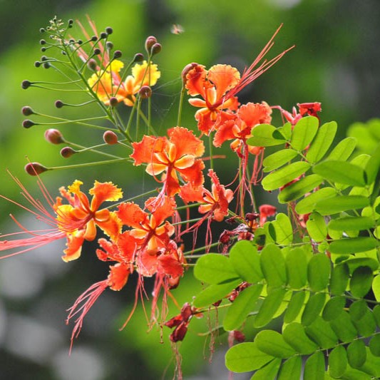 MINI FLAMBOYANT (Caesalpinia pulcherrima) - Muda com até 1 metro ...