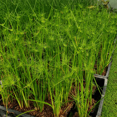MINI PAPIRUS (Cyperus papyrus ‘Nanus’) - Rebrotar Plantas