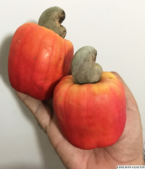 CAJÚ ANÃO (Anacardium occidentale) - Muda Enxertada com até 1 metro ...