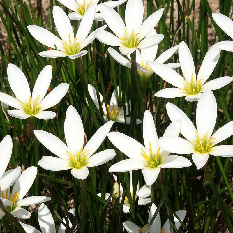 LÍRIO DO VENTO ou ZEFIRANTES (Zephyranthes candida) - Rebrotar Plantas