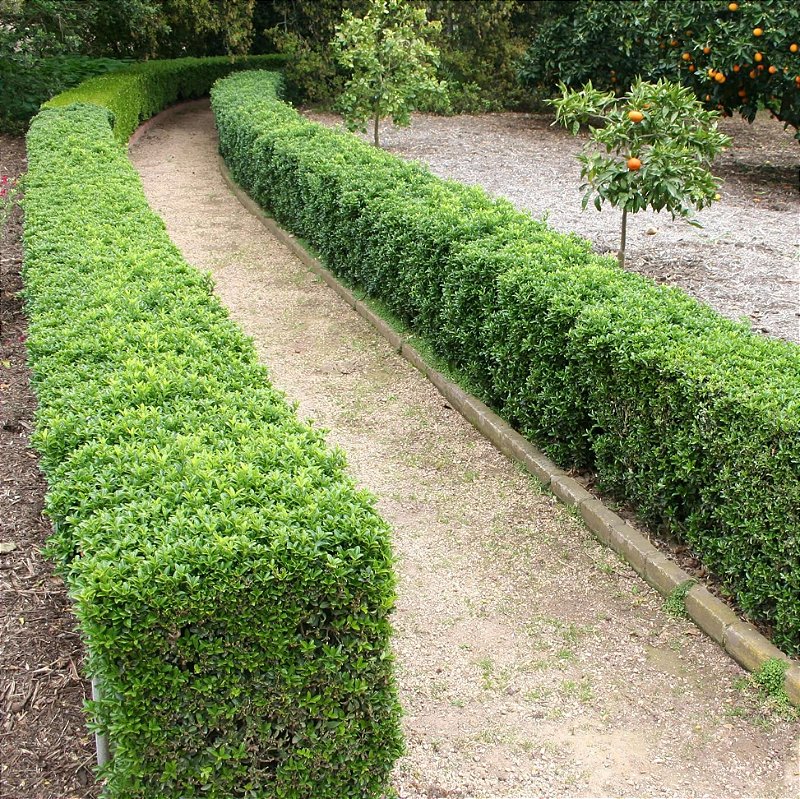 BUXINHO (Buxus sempervirens) - Muda com até 60 cm - Rebrotar Plantas