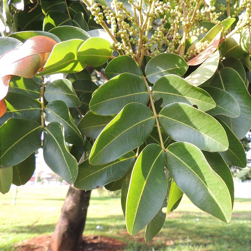 COPAÍBA (Copaifera langsdorffii) - Muda com até 40 cm - Rebrotar Plantas