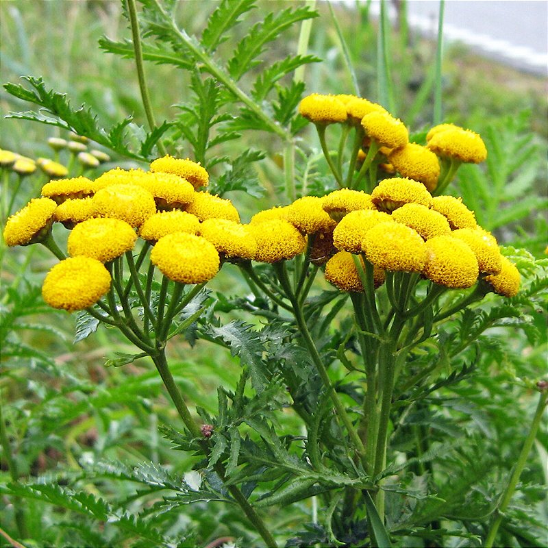 MACASSA (Tanacetum vulgare) - Pote 15 - Rebrotar Plantas