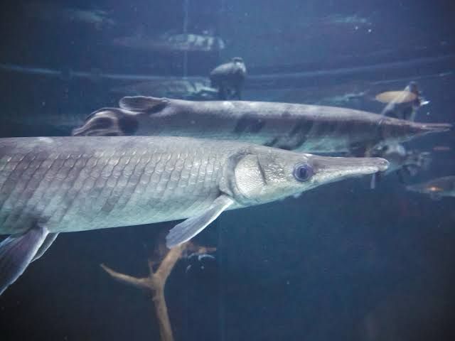 Atractosteus Tropicus 50 a 55cm - Tankbuster Fishes