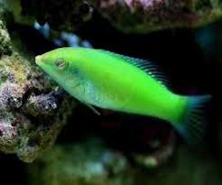 Green Coris Wrasse - AQUARIOMEU
