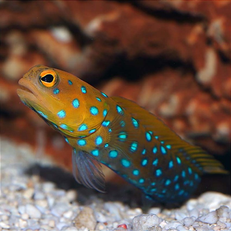 Blue Spotted Jawfish - aquaimport