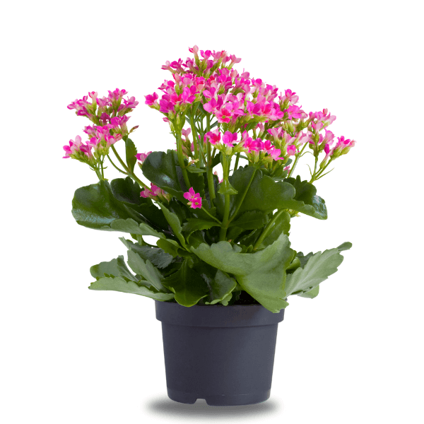 Kalanchoe Pote 11 – Flor Colorida e Duradoura para Ambientes - Cia das ...
