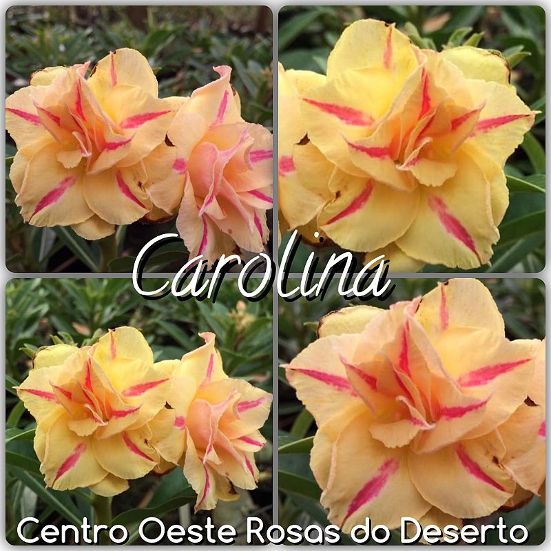 Muda de Enxerto - Carolina - Flor Tripla Amarela com risco pink ...