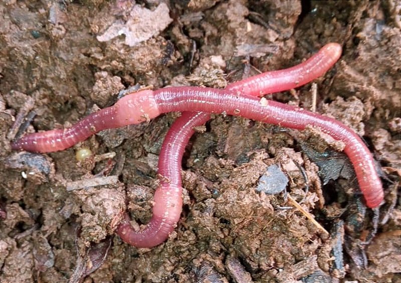 Minhoca Californiana - Minhocas Compostagem e Pesca