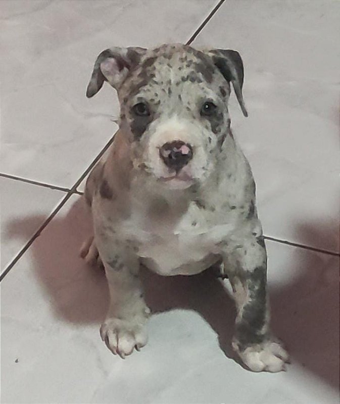 Pit Monster blue merle - Monster Guetto - Canil de pit Monster e ...