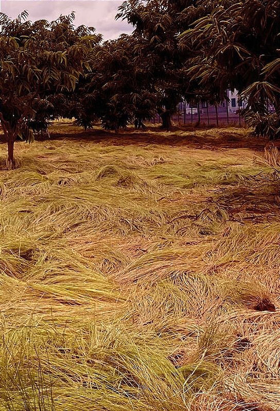 Arbórea - Patrick Mallet - Sebo Clepsidra