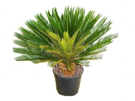 Sagu, Comprar planta sagu online, Plantas ornamentais para jardim, Pla ...