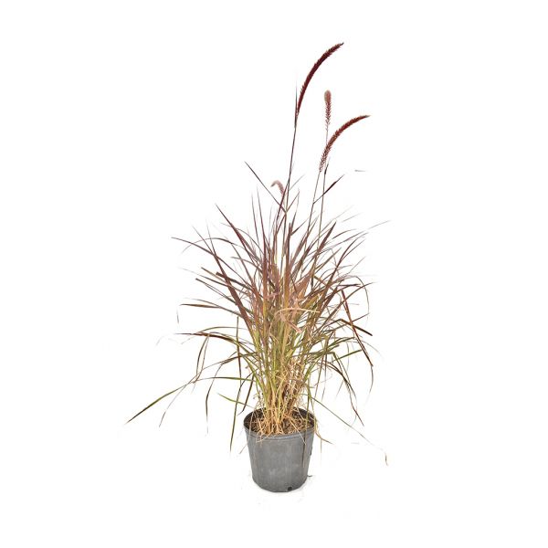 Capim do texas roxo, Comprar capim do texas roxo online no RJ, Comprar ...