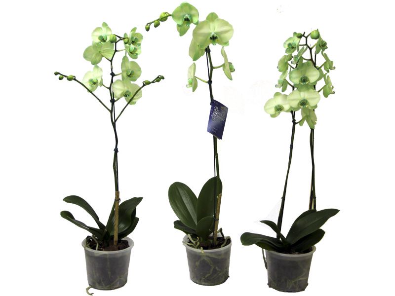 Orquídea verde, Phalaenopsis, Comprar muda de orquídea verde online no ...