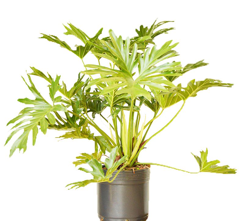 Guaimbê, Comprar muda de Guaimbê online no RJ, Delivery de mudas no RJ ...