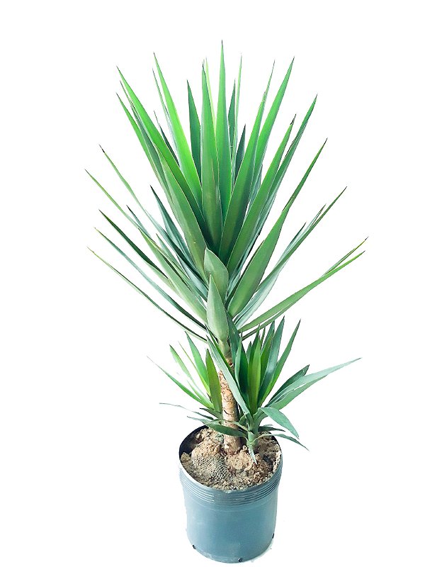 Yuca, Arbusto Yuca, Comprar muda de yuca online no RJ, Venda de palmei ...