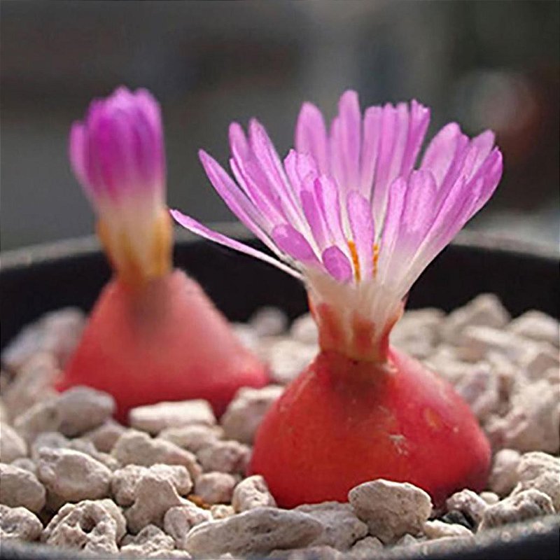 Sementes de Conophytum burgeri (10 sementes) - Garden Mania Sementes e ...