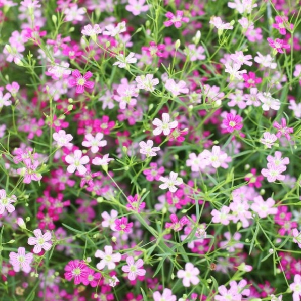 Sementes da Flor Mosquitinho Sortida (Gypsophila elegans) - Garden ...