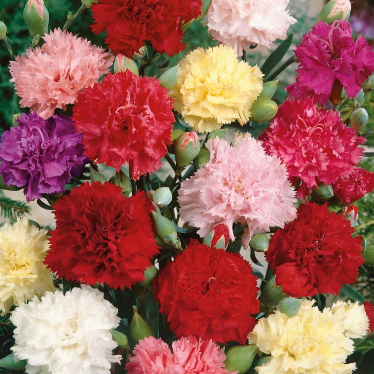 Sementes da Flor Cravo Gigante Sortido (Dianthus caryophyllus) - Garden ...