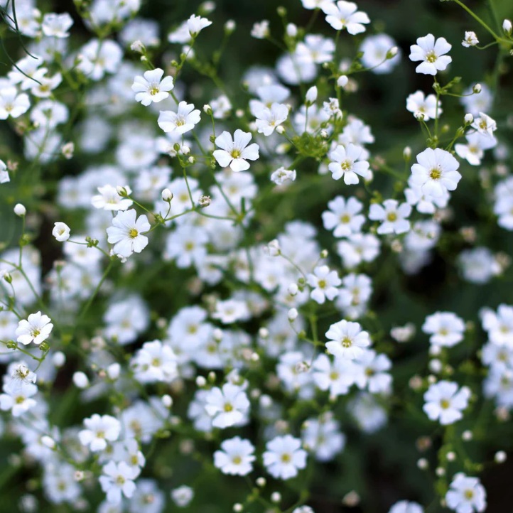 Sementes da Flor Mosquitinho Branco (Gypsophila elegans) - Garden Mania ...