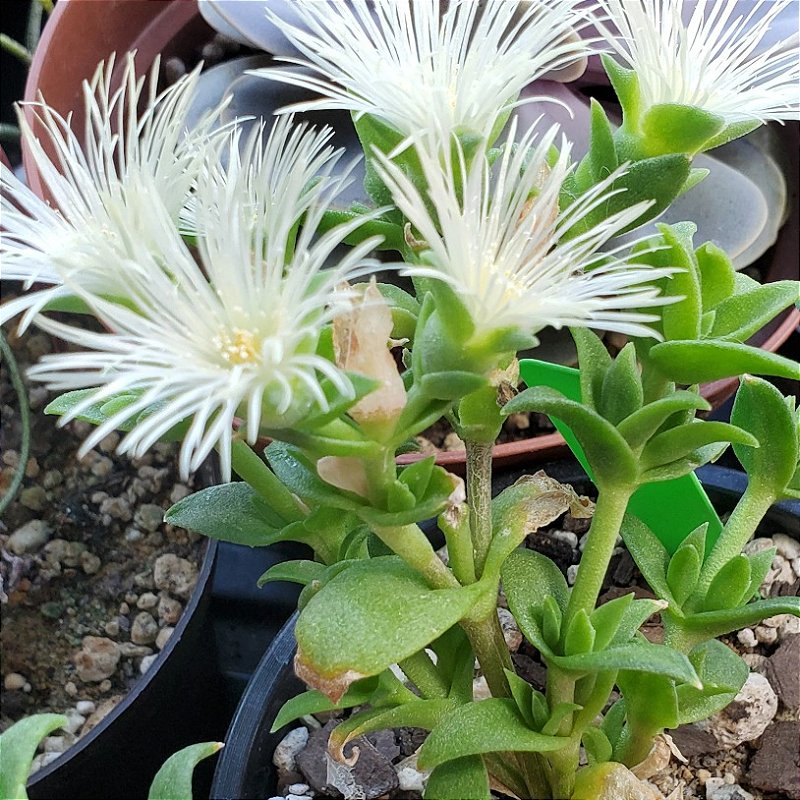 Sceletium tortuosum (Kanna) - 10 sementes - Garden Mania Sementes e ...