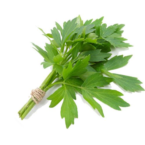 Sementes de Levístico (Levisticum officinale) - Garden Mania Sementes e ...
