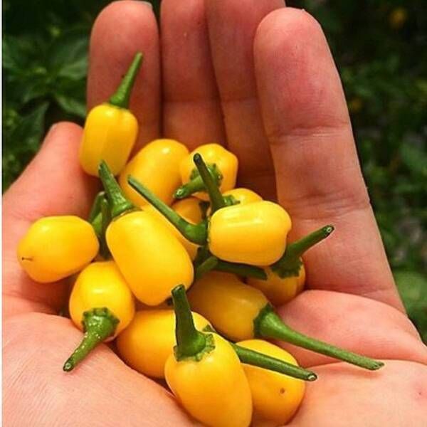 Sementes de Pimenta Cumari do Pará (Capsicum chinense) - Garden Mania ...