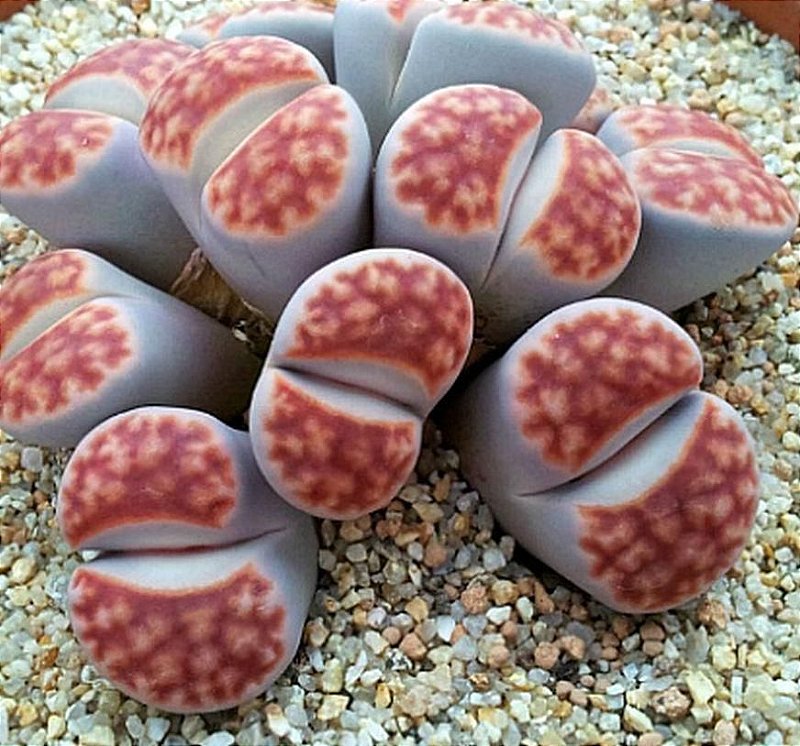 10 Sementes de Lithops karasmontana v. Red Top - Garden Mania Sementes ...